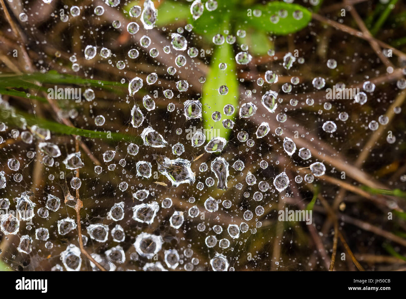Spider net on a ground with water droplets. Summer morning in swamp ...