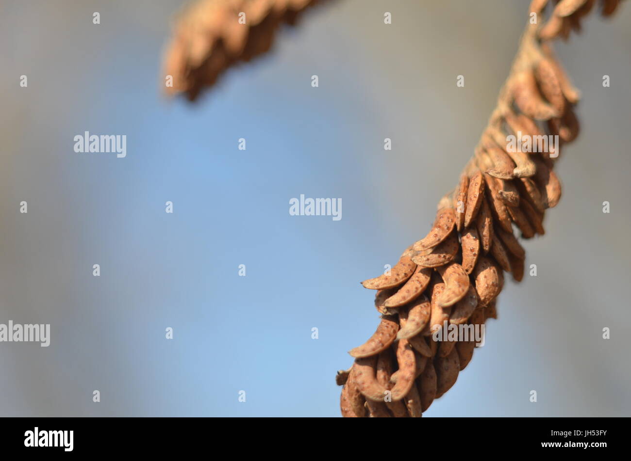 Tree with seeds Stock Photo - Alamy