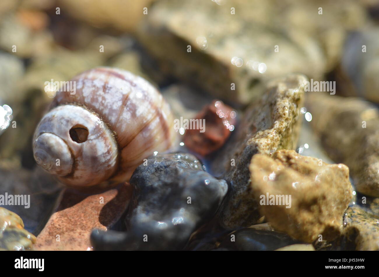 Shell in the water with rocks Stock Photo - Alamy
