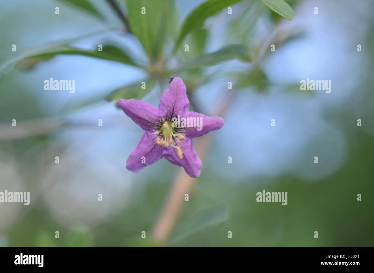 Purple forest flower Stock Photo - Alamy