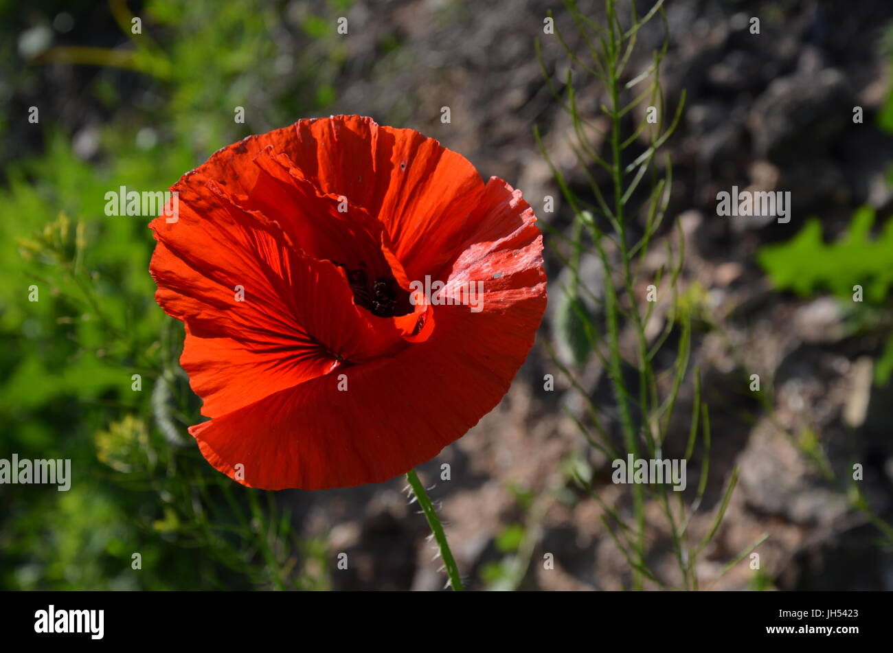 Red poppy with wildlife hi-res stock photography and images - Alamy