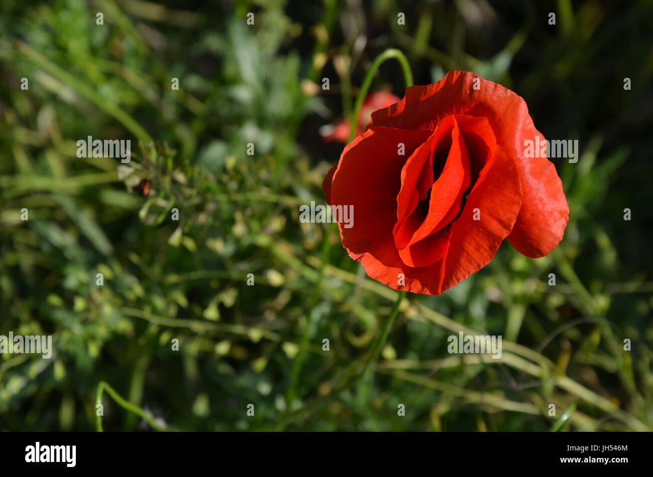 Sunny red poppy Stock Photo - Alamy