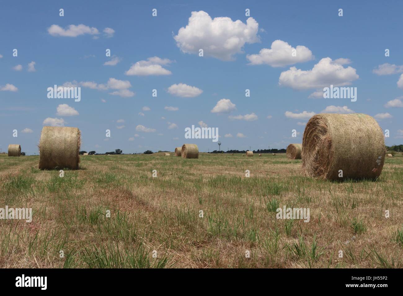 Round hay bales in field with sunny sky with clouds in Texas Stock ...