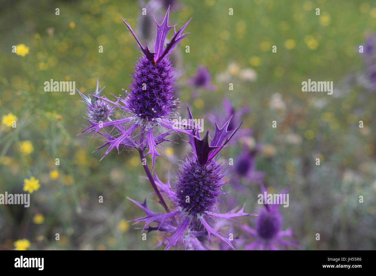 Radiant purple thistle in field in early fall in Texas Stock Photo - Alamy