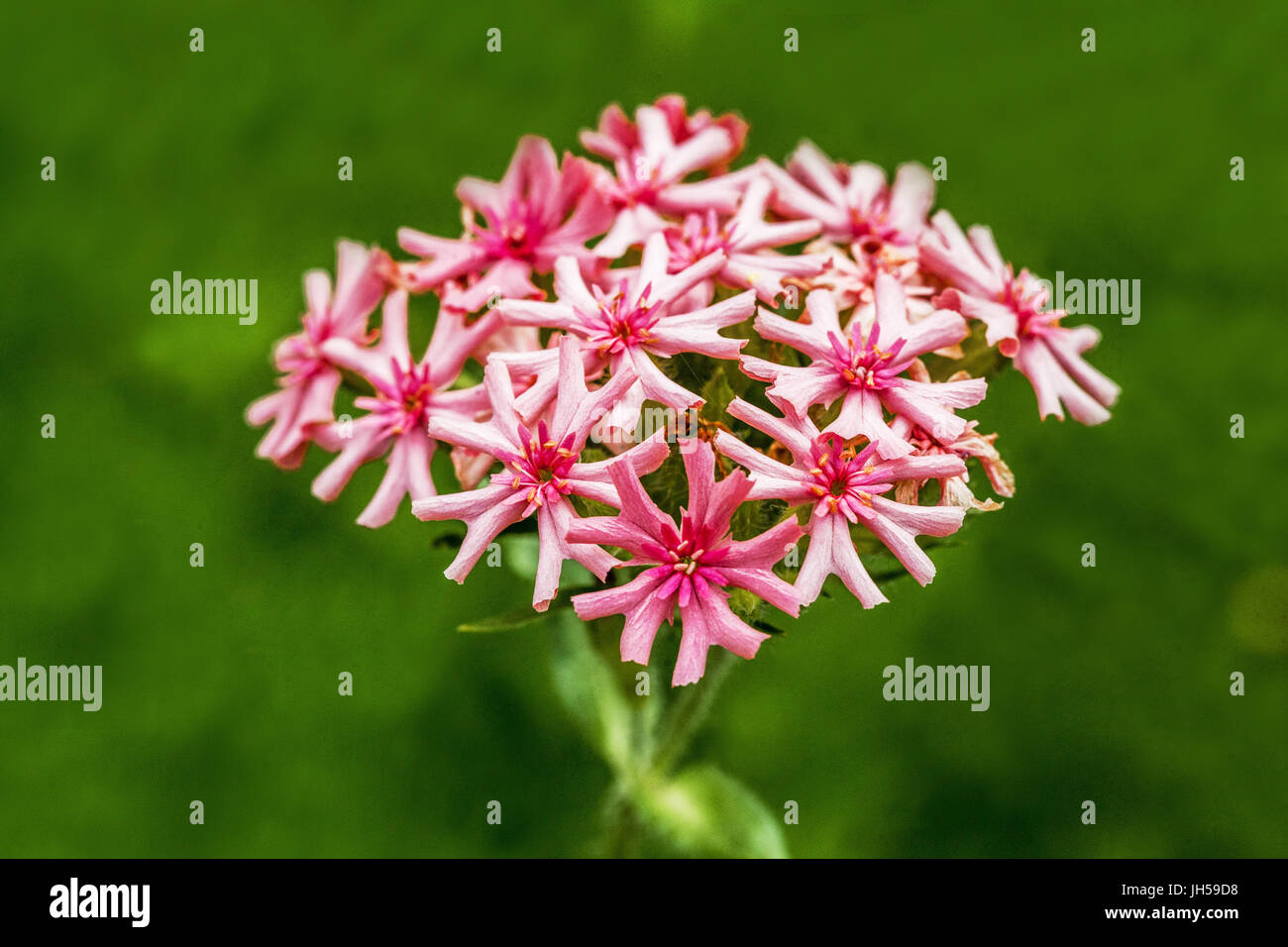 Maltese cross flower hi-res stock photography and images - Alamy