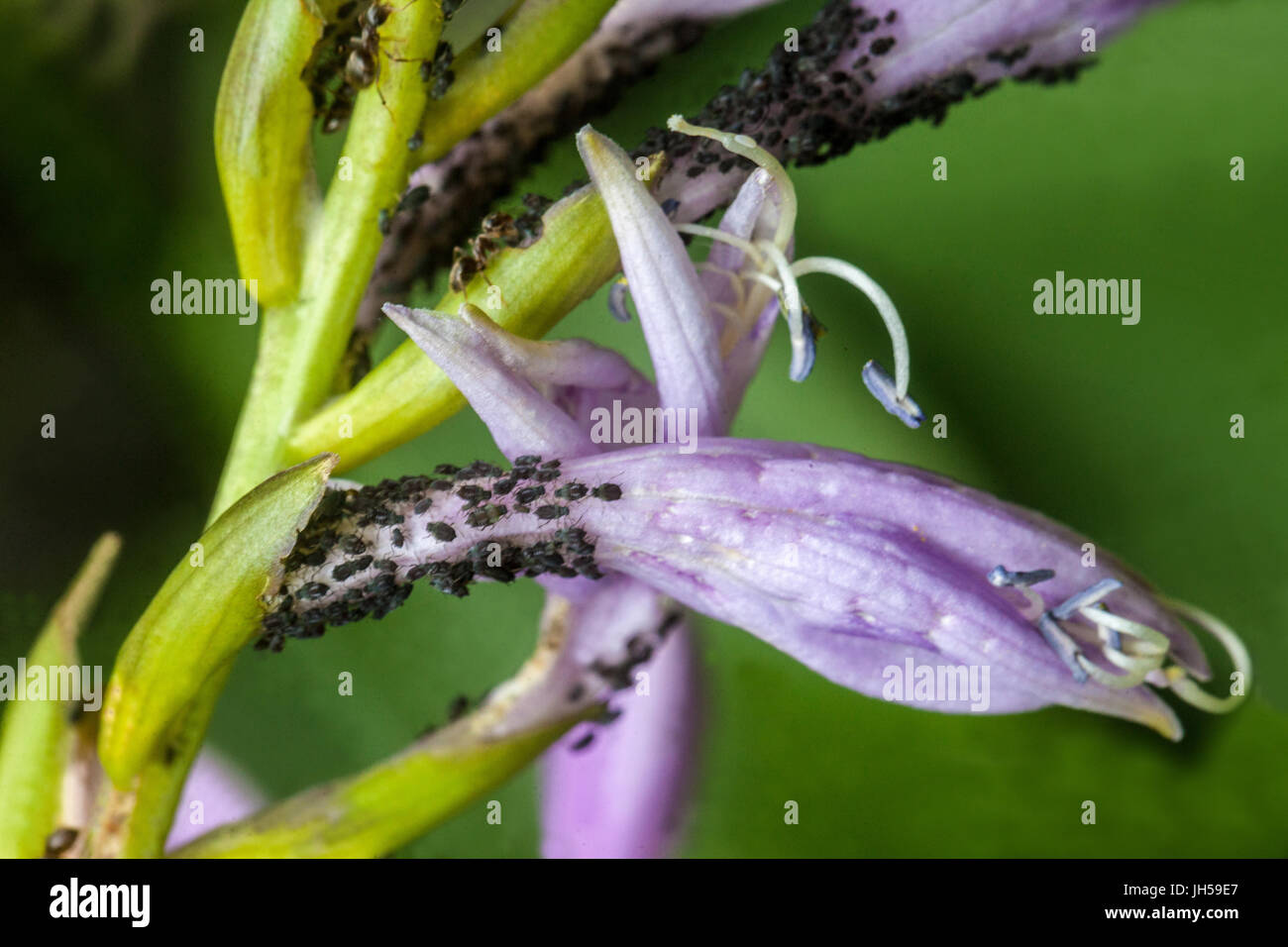 Flowering Hostas High Resolution Stock Photography and Images - Alamy
