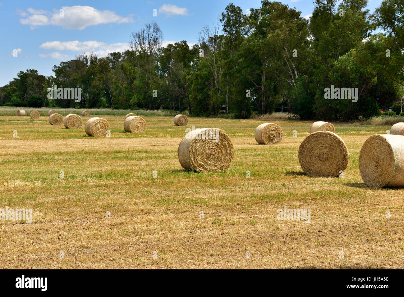 Recently harvested round hay bales in field of the very fertile Agro ...
