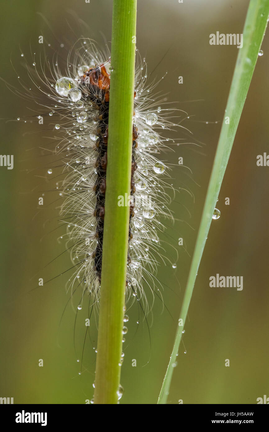 A beautiful fluffy caterpillar on a grass with water droplets. Macro ...
