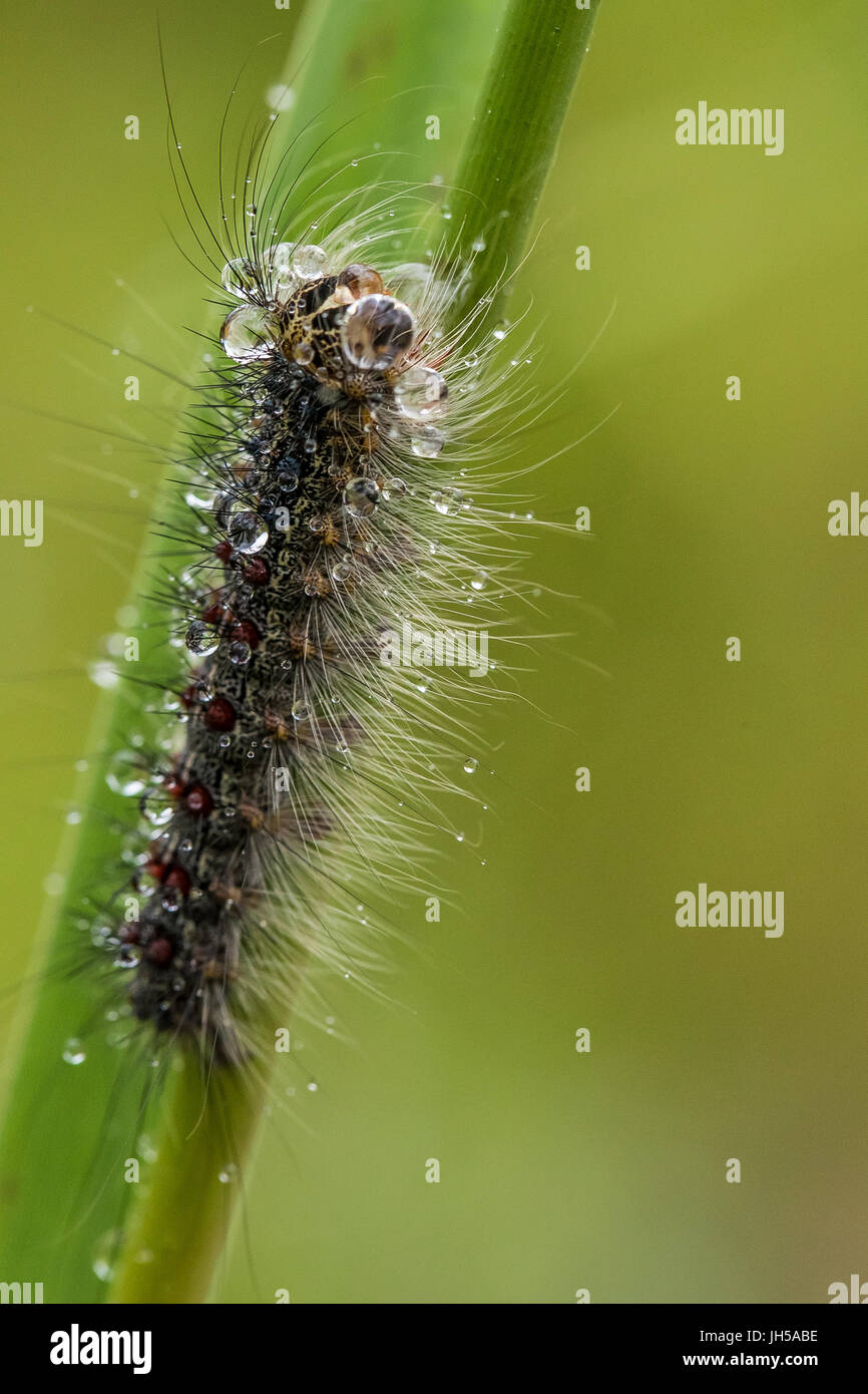 A beautiful fluffy caterpillar on a grass with water droplets. Macro ...