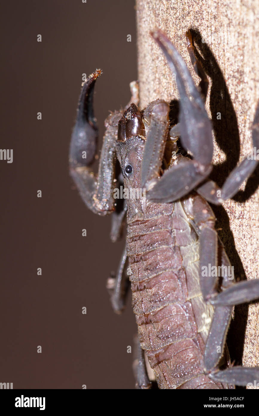 Scorpion Costa Rica Stock Photos & Scorpion Costa Rica Stock Images - Alamy
