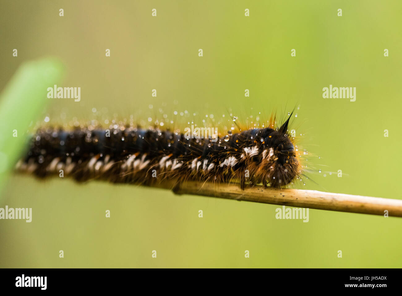 A beautiful brown caterpillar on a branch with small water droplets ...