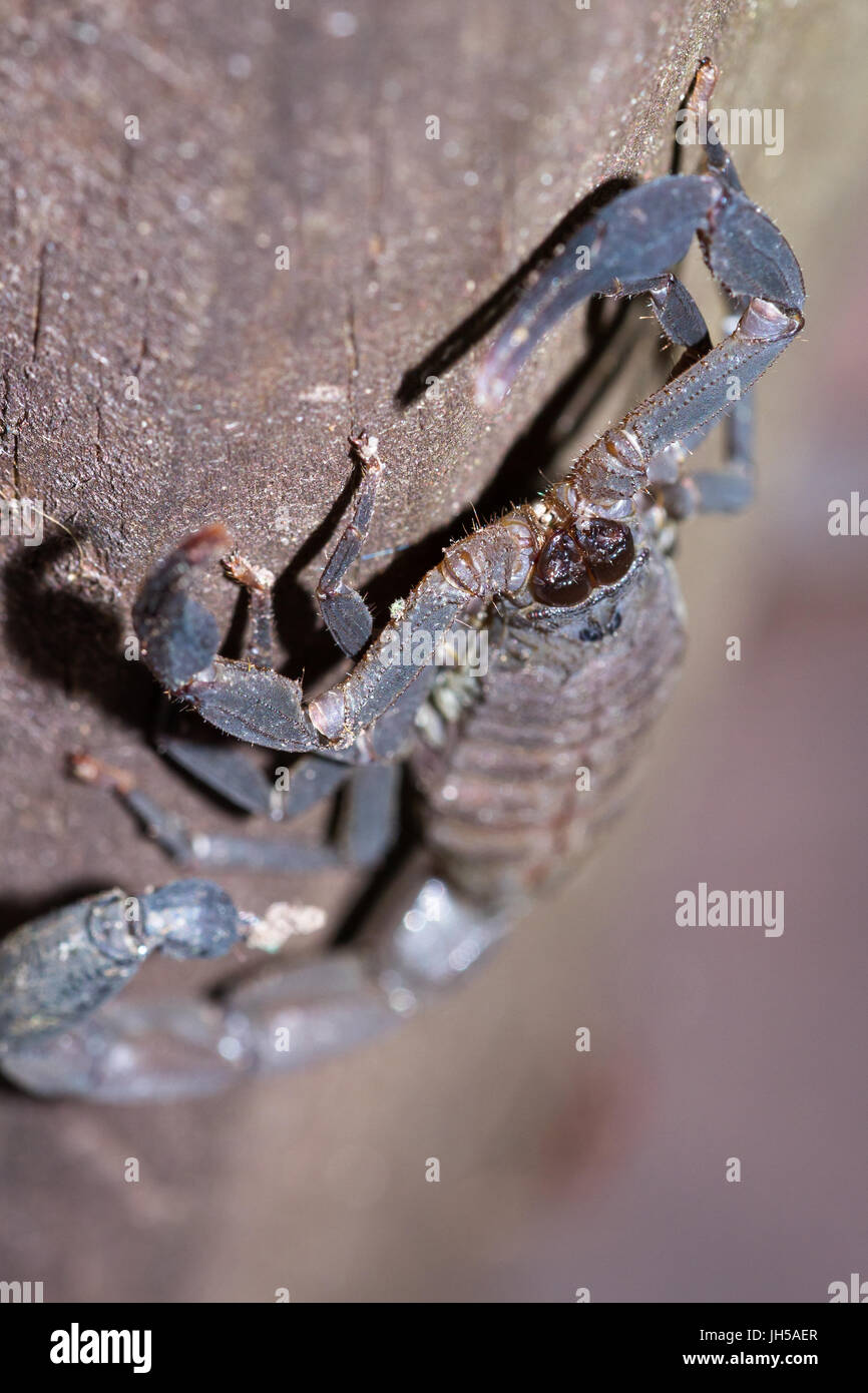 Brown Scorpion High Resolution Stock Photography and Images - Alamy