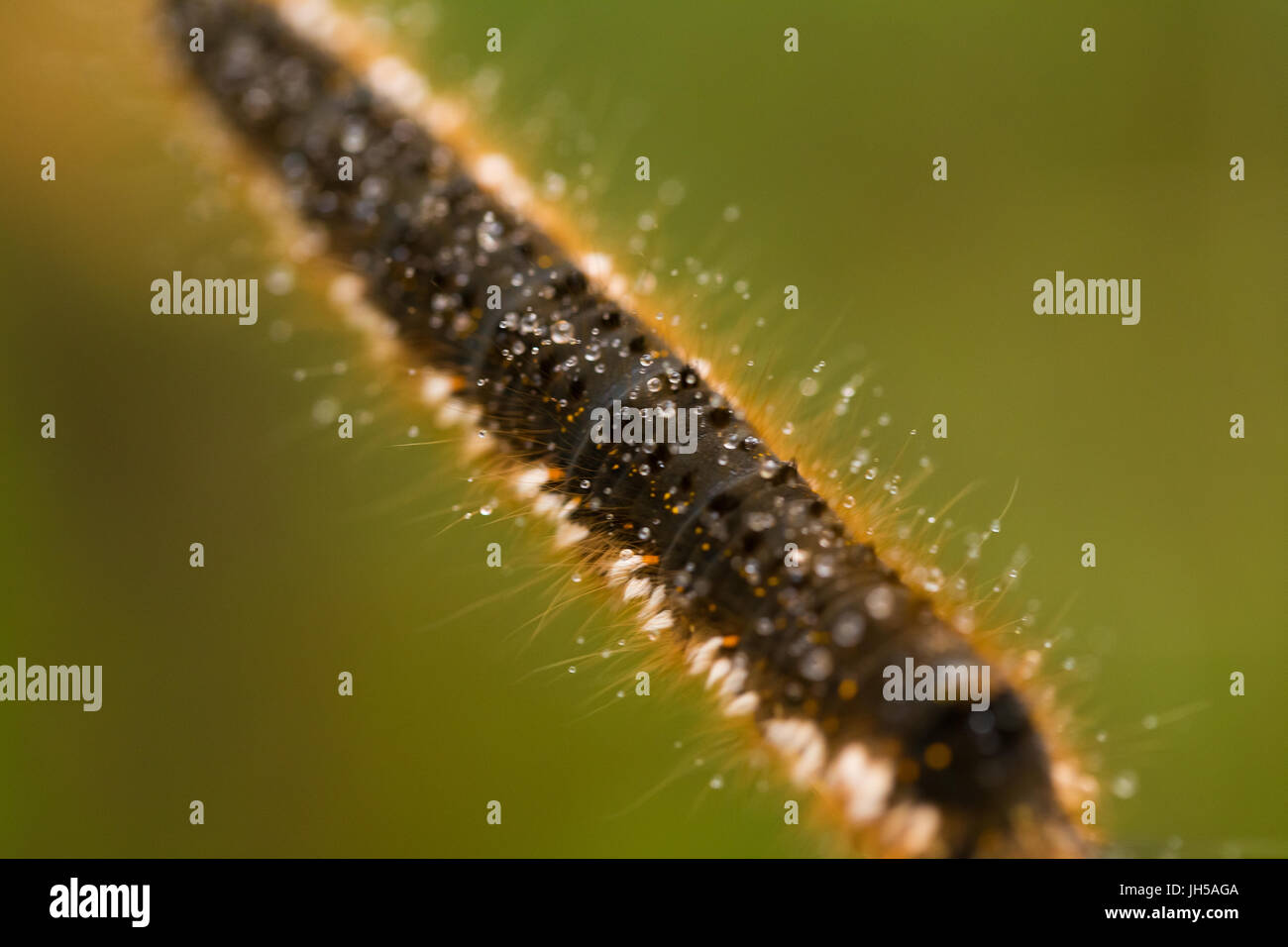 A beautiful brown caterpillar on a branch with small water droplets ...