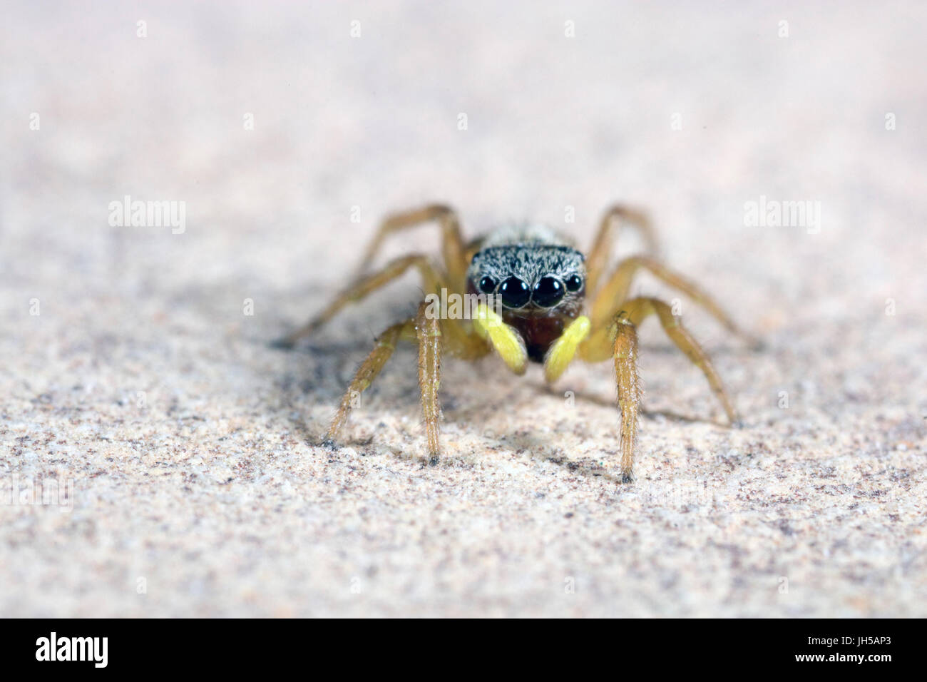 Tiny jumping spider at 3X lifesize on an APS-C sensor camera Stock ...