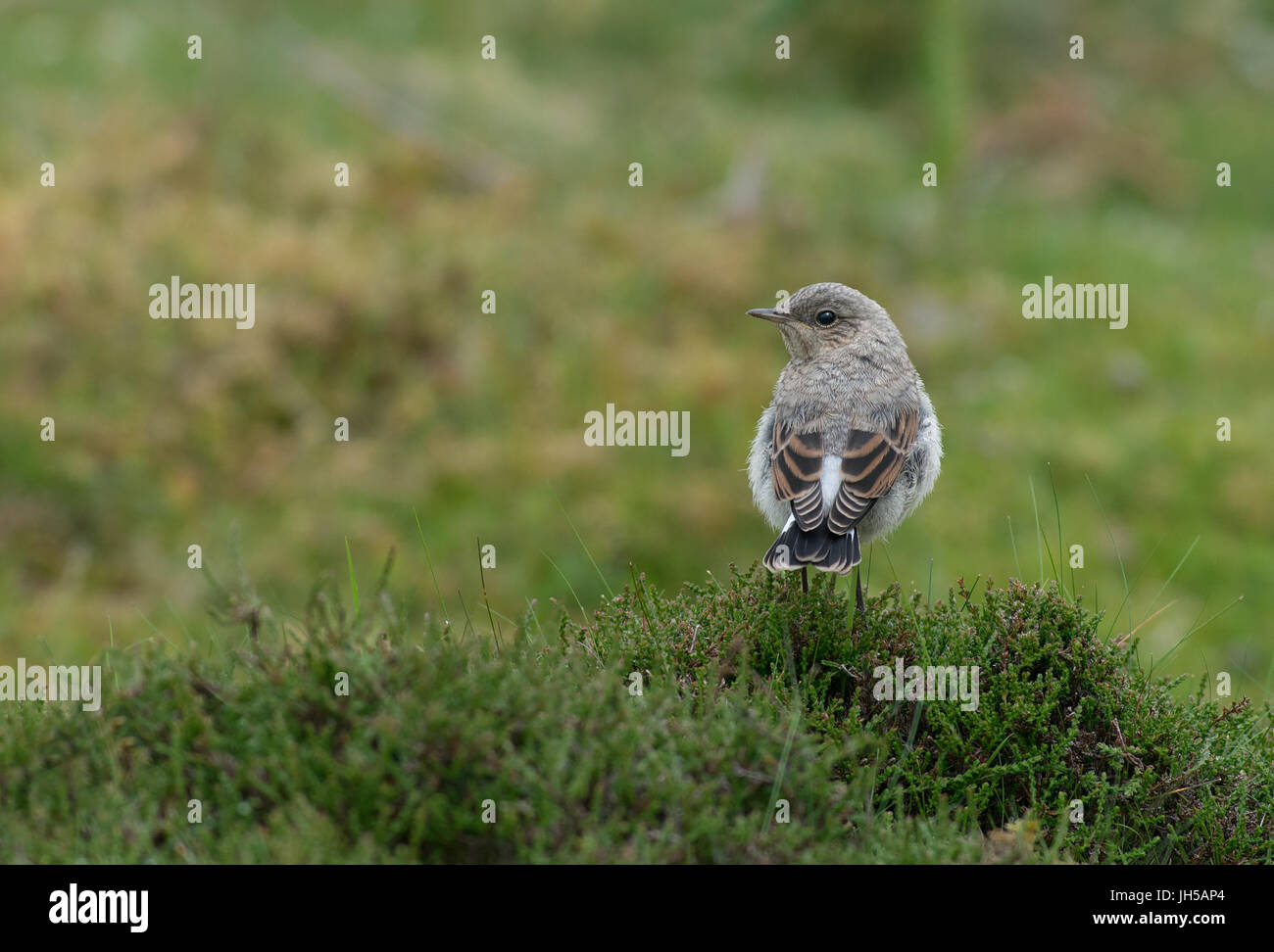 Baby Wheatear High Resolution Stock Photography and Images - Alamy