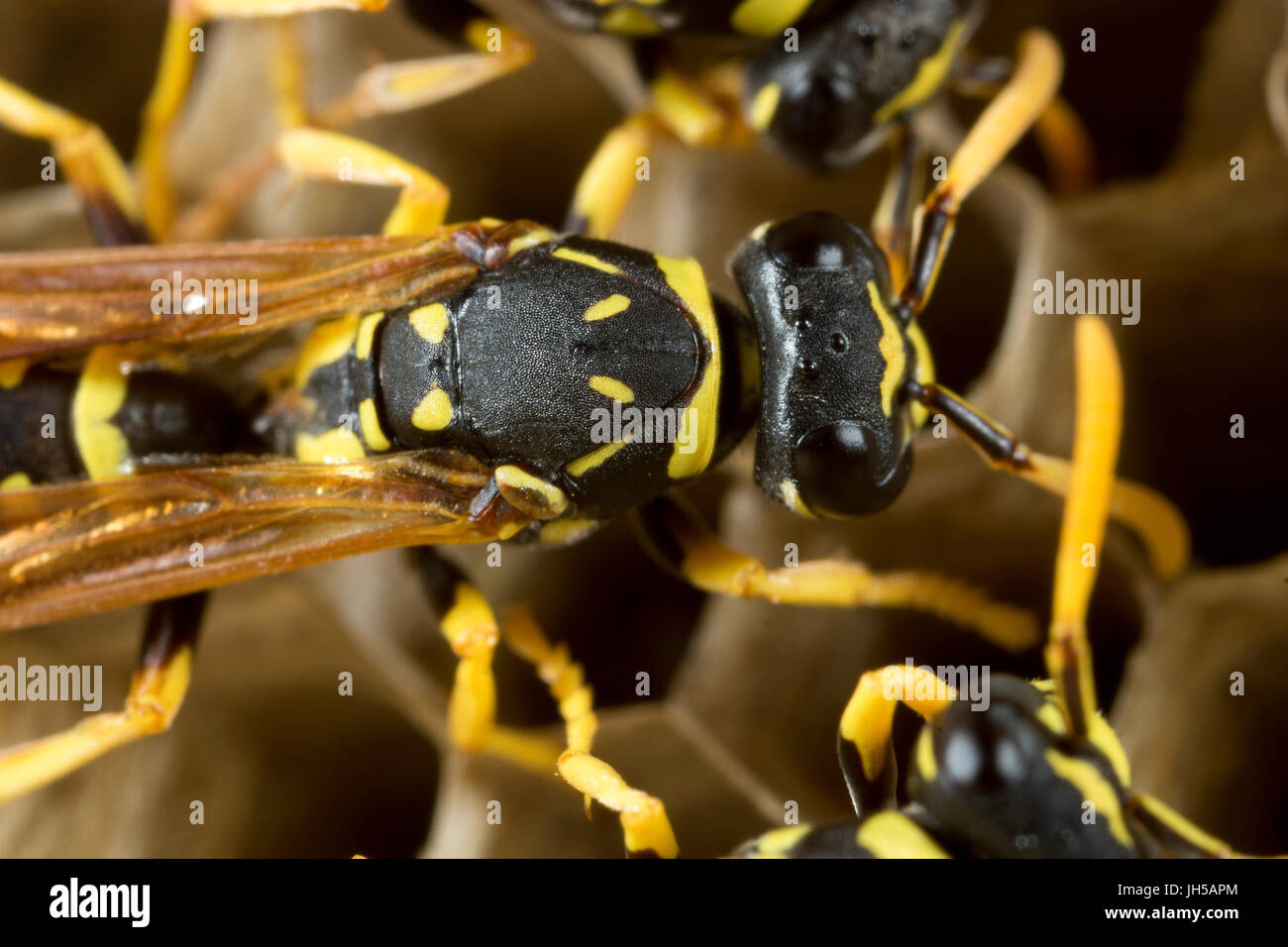 Paper wasps at work in their nest Stock Photo - Alamy