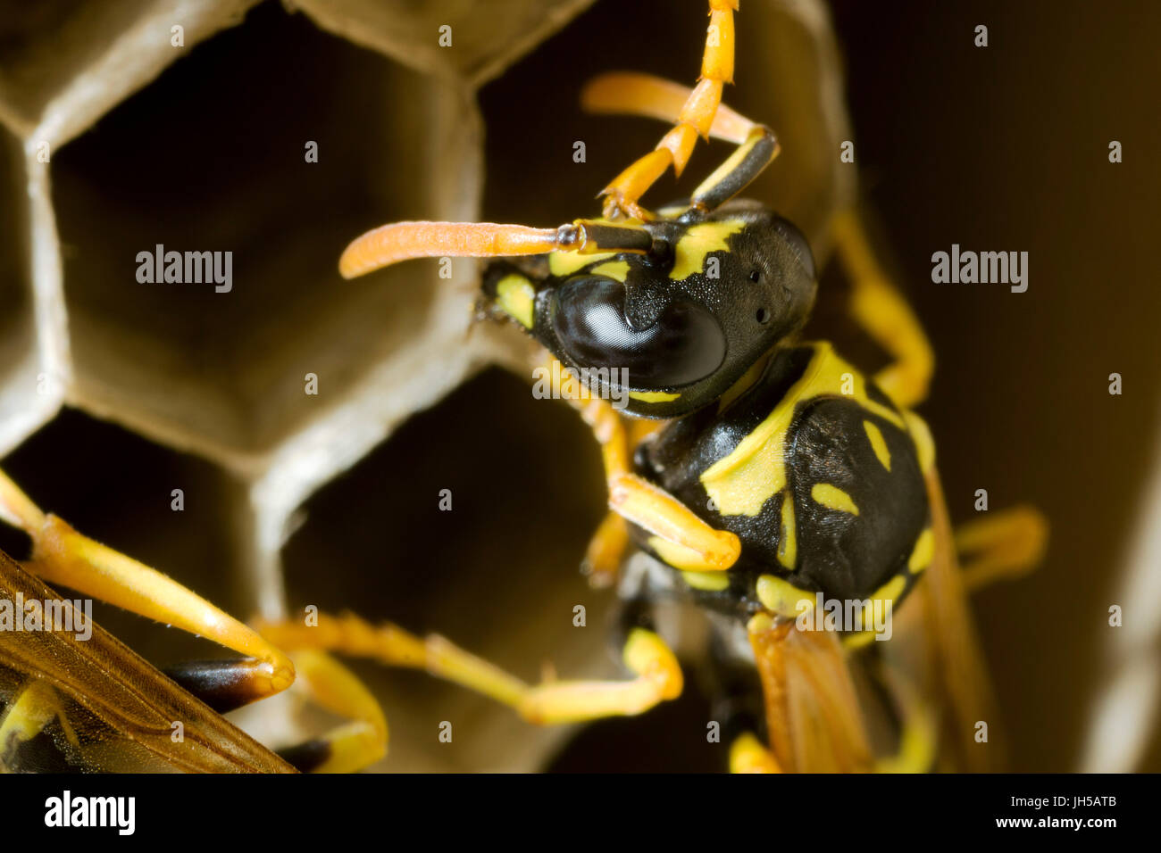 Paper wasps at work in their nest Stock Photo - Alamy