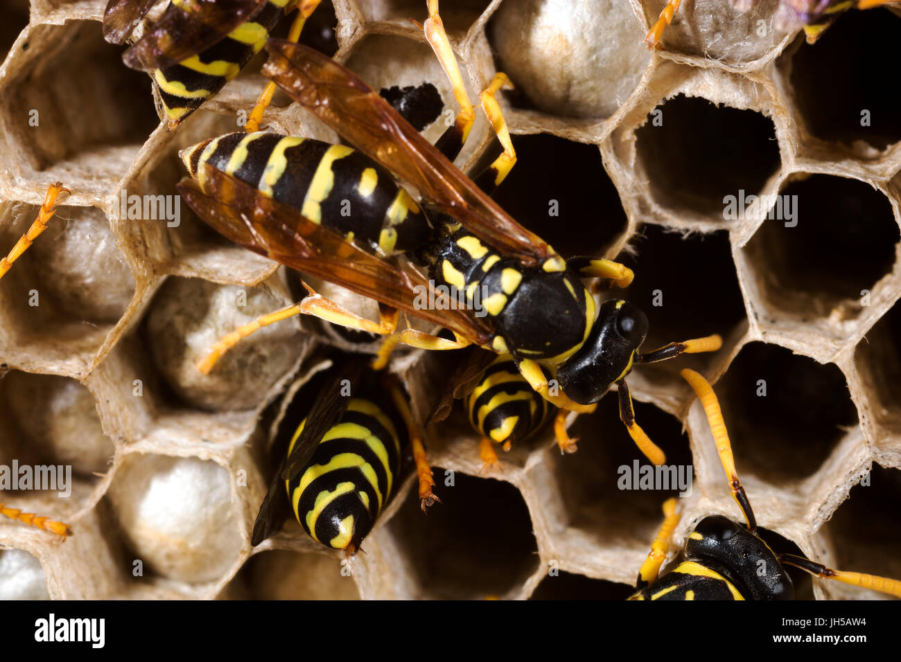 Paper wasps at work in their nest Stock Photo - Alamy