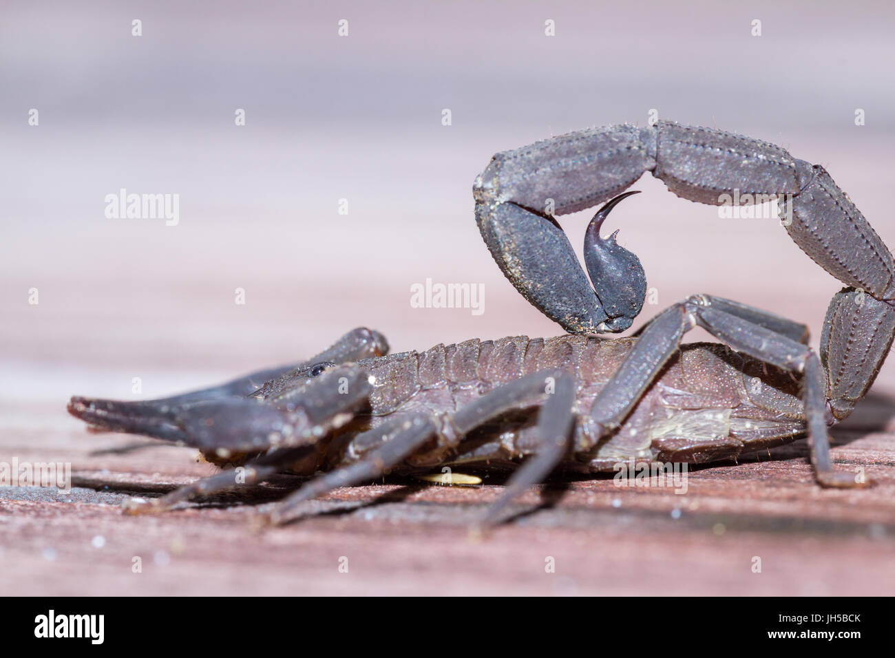 Scorpion costa rica hi-res stock photography and images - Alamy
