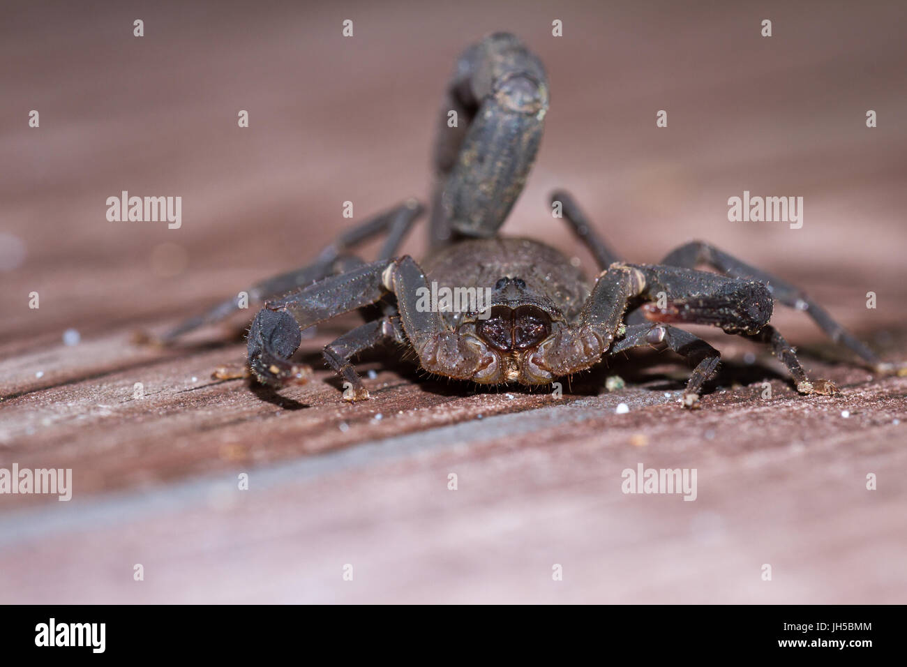 Scorpion costa rica hi-res stock photography and images - Alamy