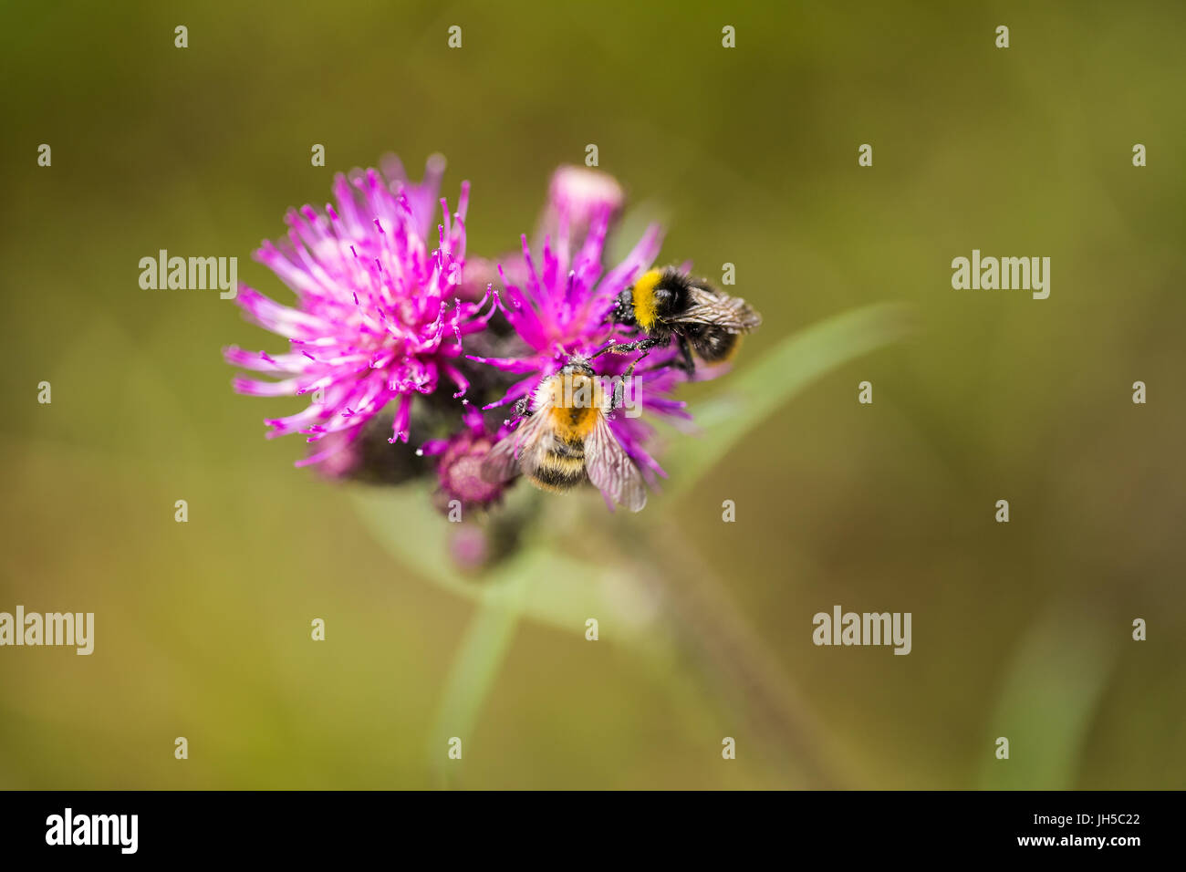 A beautiful wild bumblebee gathering honey from marsh thistle flower ...