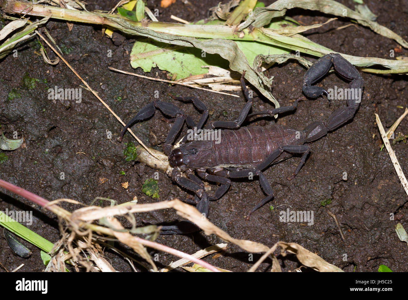 Scorpion costa rica hi-res stock photography and images - Alamy