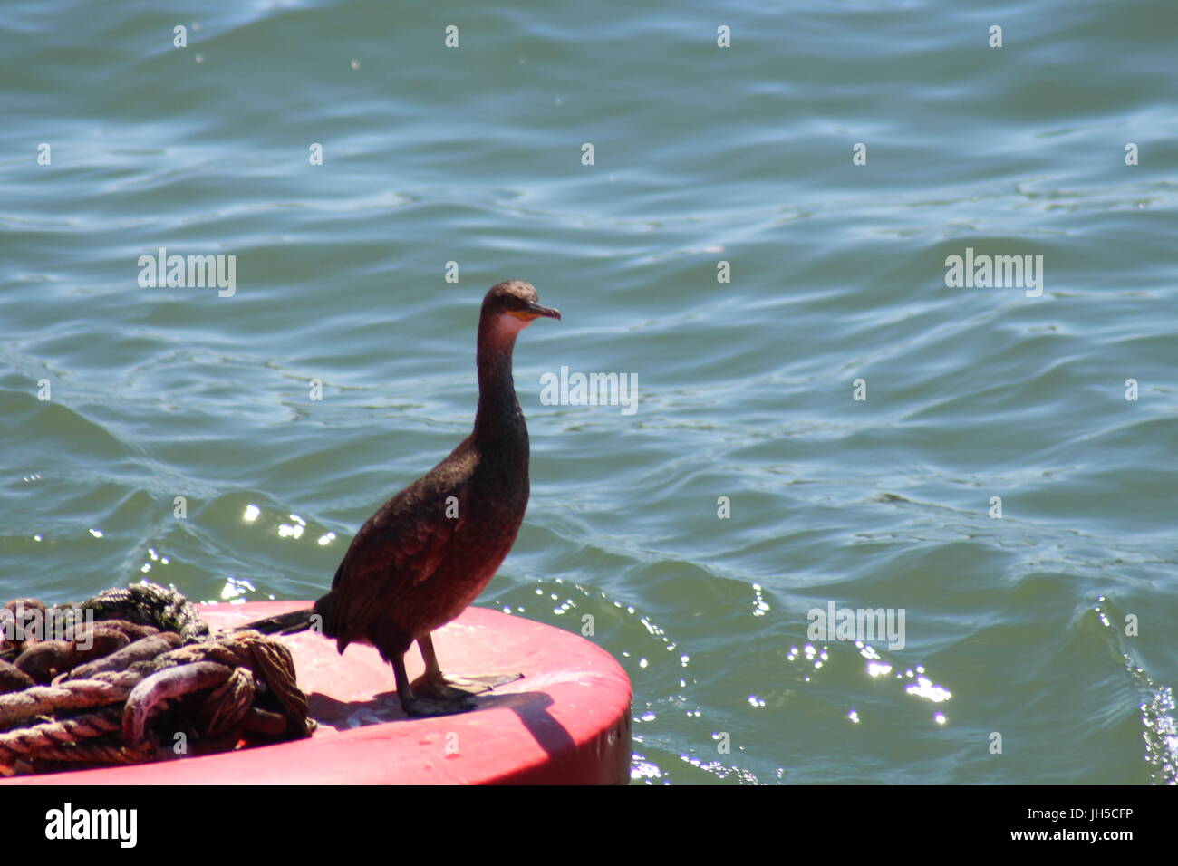 cormorant on buoy, bird on buoy, bird, coastal bird, british coastal ...