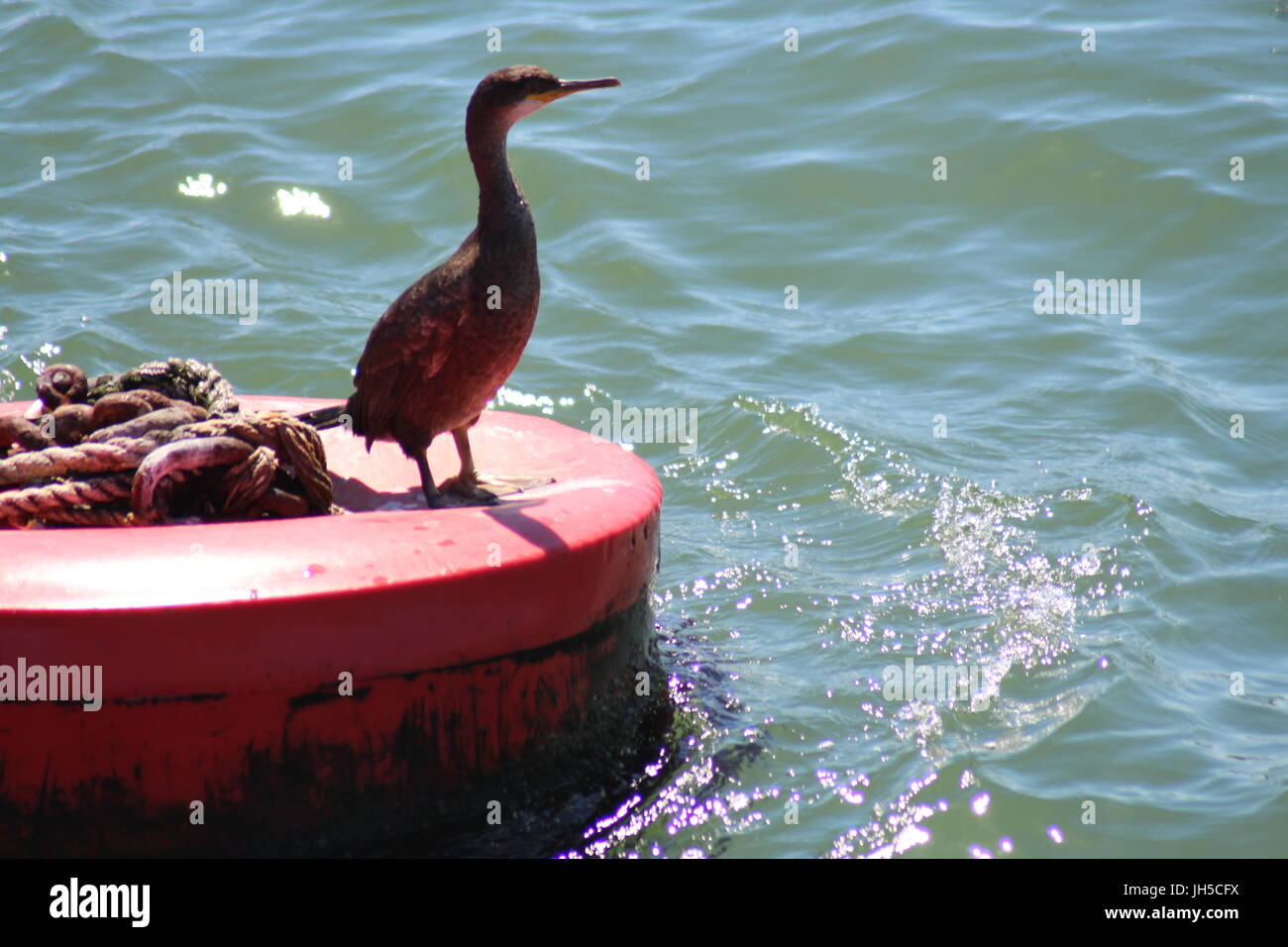 cormorant on buoy, bird on buoy, bird, coastal bird, british coastal ...