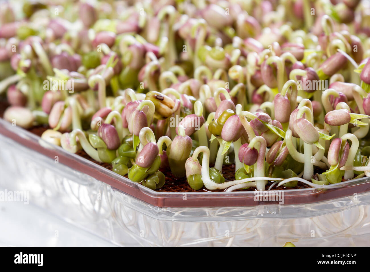 close up of a sprouting tray with green soy beans growing after just ...