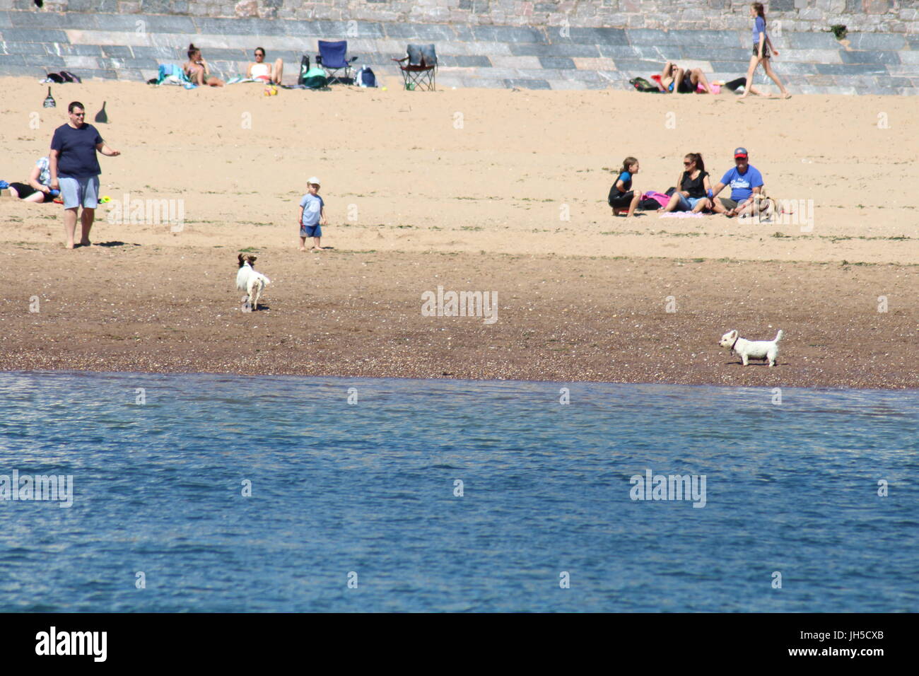 dogs playing on the beach, dogs on beaches, dogs at the seaside, seaside, beach, beaches, uk ...