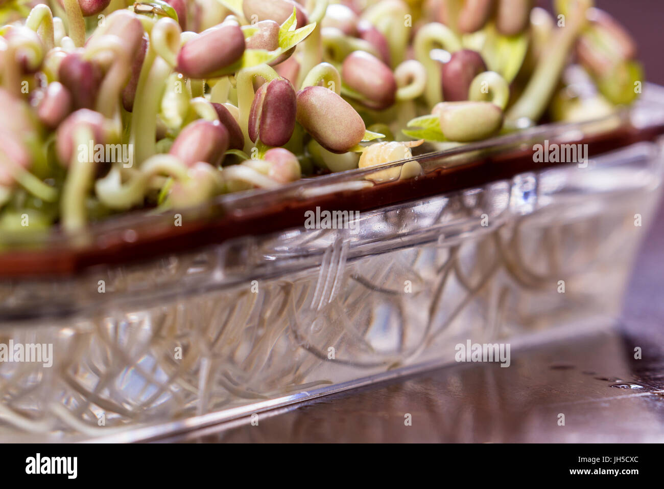 close up of a sprouting tray with green soy beans growing after just ...