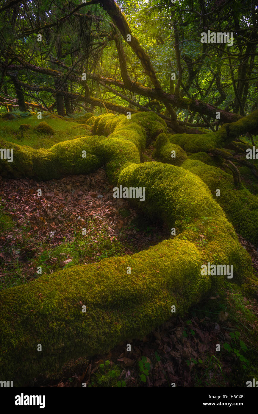 Magical forest in Ireland Stock Photo - Alamy