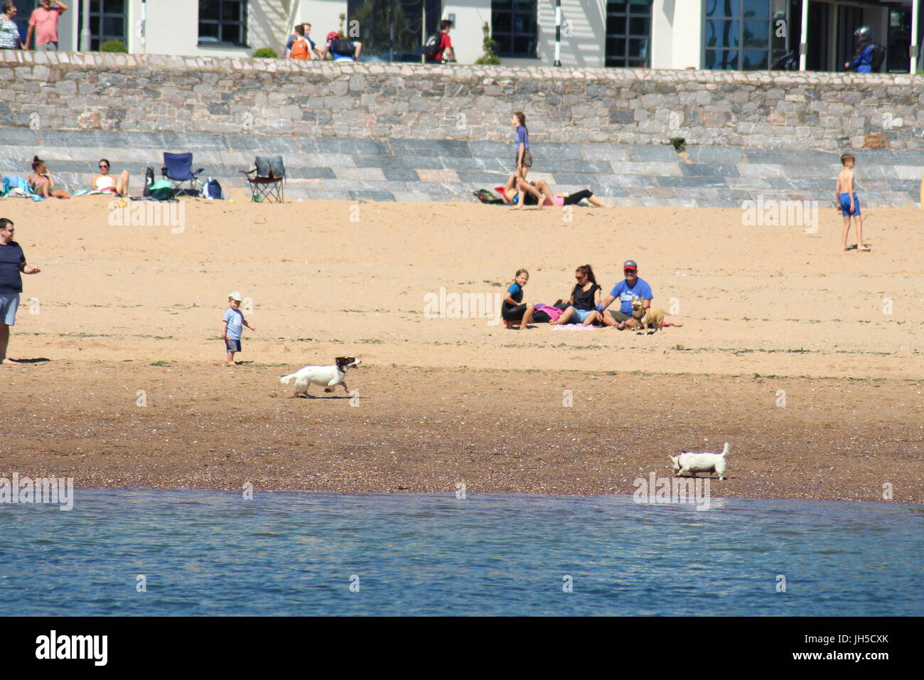 dogs playing on the beach, dogs on beaches, dogs at the seaside, seaside, beach, beaches, uk ...