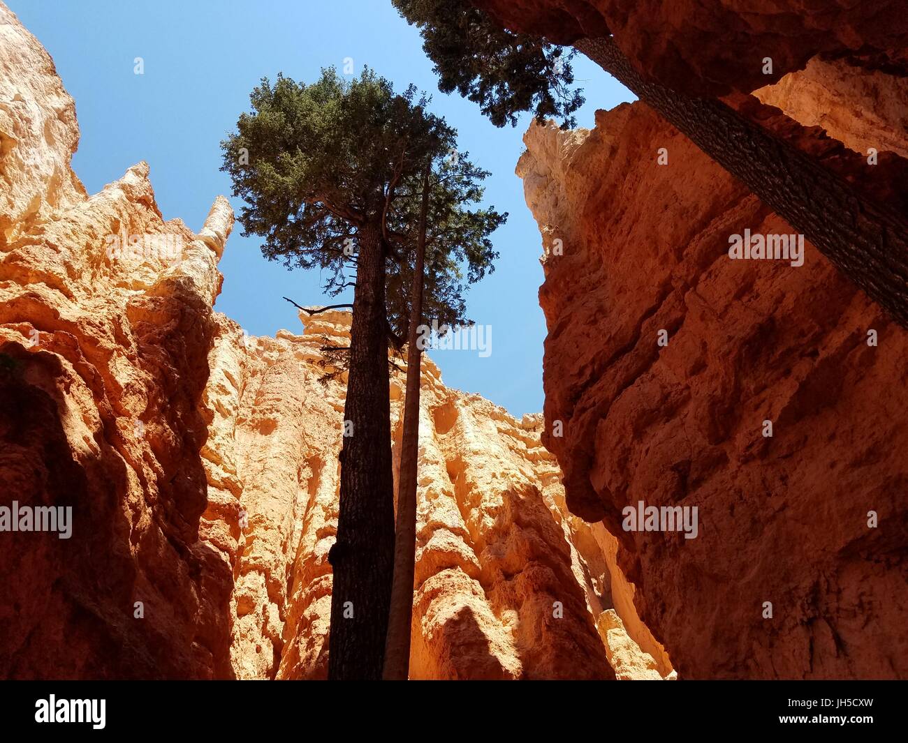 Trees In a Canyon Stock Photo - Alamy