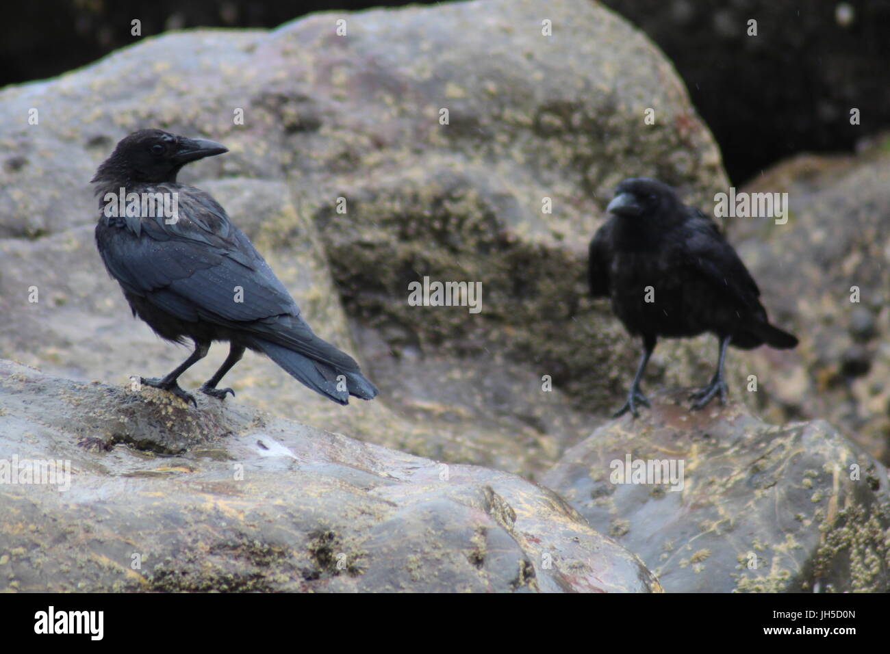crow, crows, 2 crows, two crows, 2 birds, two birds, carrion crow, crow ...
