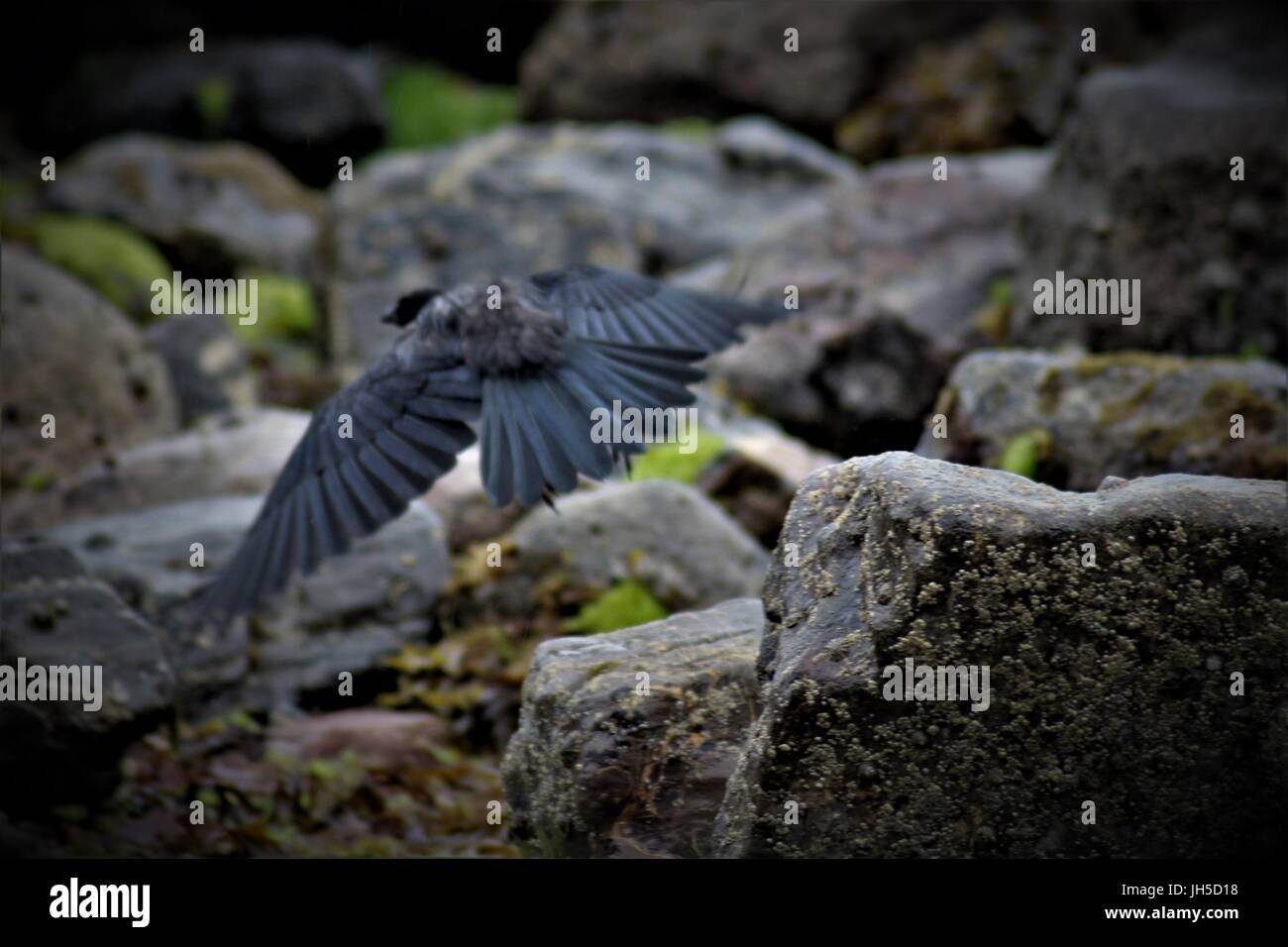 Haunting bird imagery hi-res stock photography and images - Alamy