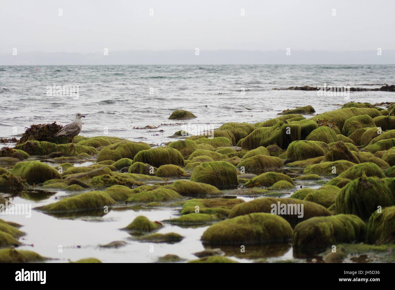 green seaweed, seaweed, seaweed on rocks, rocky shore, rocky beach ...