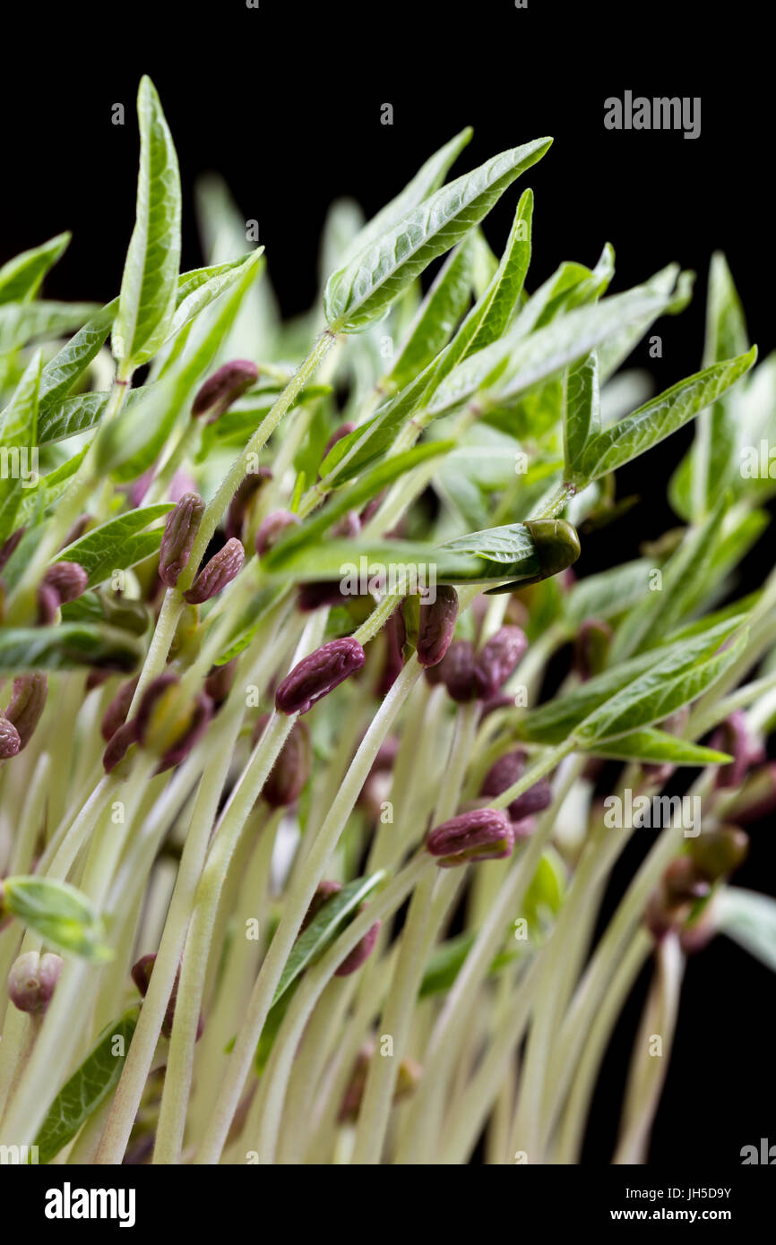 close up of a group of green soybean sprouts with long stems and green ...