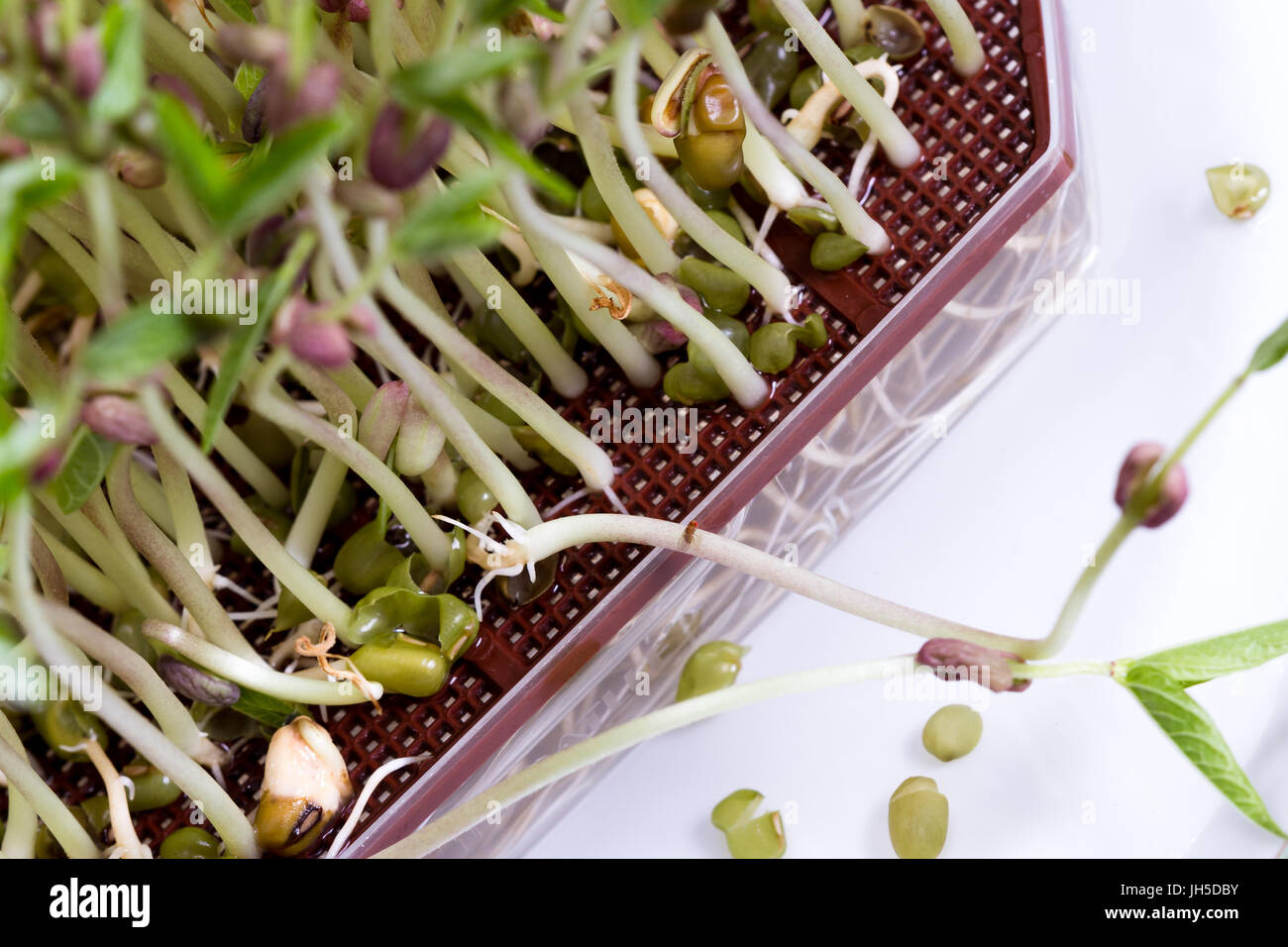 close up of a group of green soybean sprouts with long stems and green ...