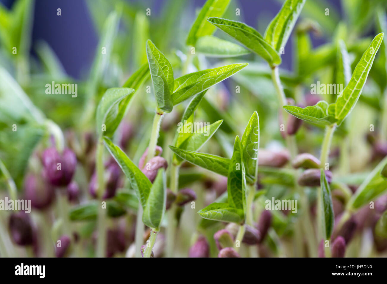 Modified stems hi-res stock photography and images - Alamy