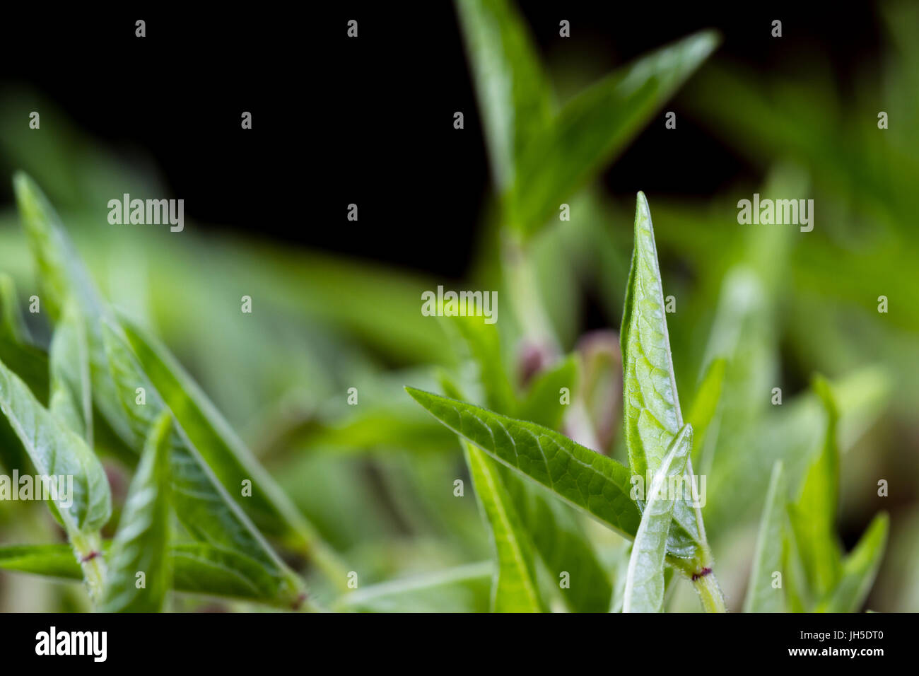close up of a group of green soybean sprouts with long stems and green ...