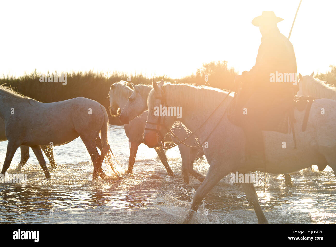 Mounted cattle herdsman known as Gardians in the Camargue delta in ...