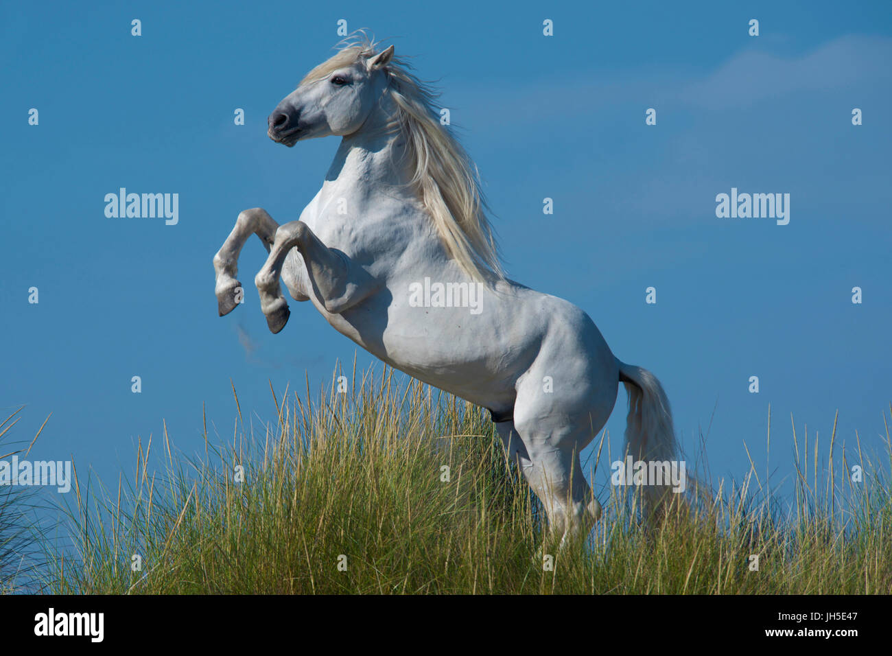 Camargue Horses White camargue horse rearing in the dunes Stock Photo - Alamy