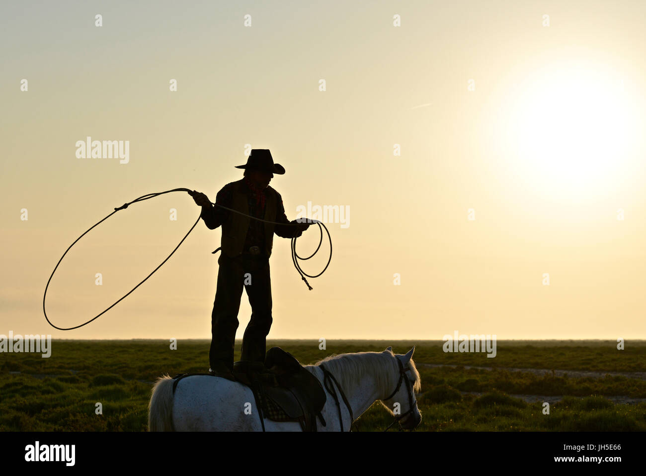 Cowboy lassoing cattle hi-res stock photography and images - Alamy