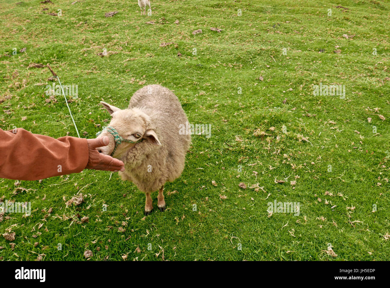 Man touching a sheep Stock Photo - Alamy