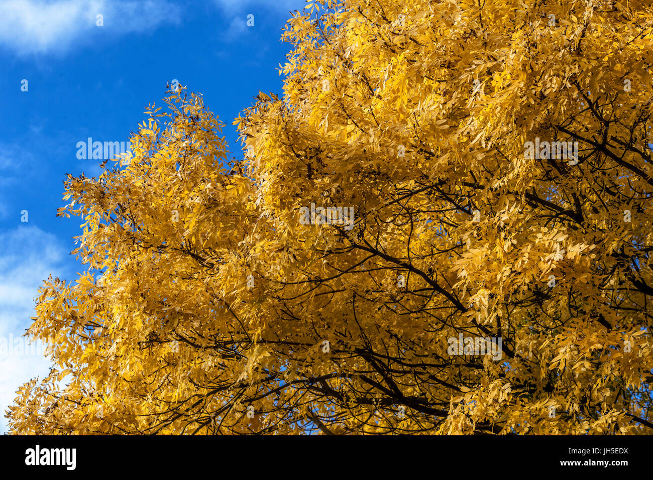 Fraxinus excelsior. Ash tree in autumn against a blue sky Deciduous ...