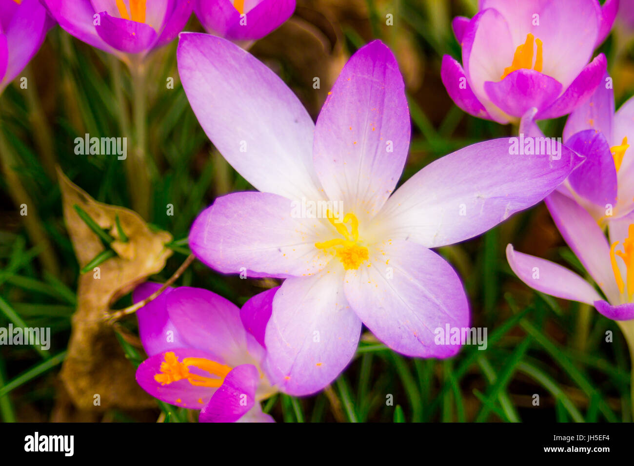 Crocus, plural crocuses or croci is a genus of flowering plants in the ...