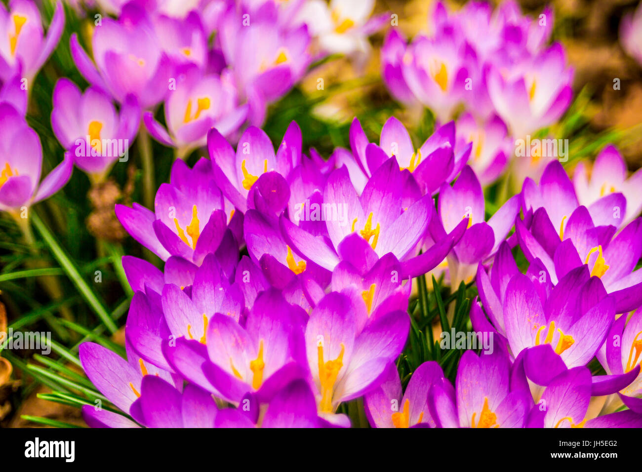 Crocus, plural crocuses or croci is a genus of flowering plants in the ...