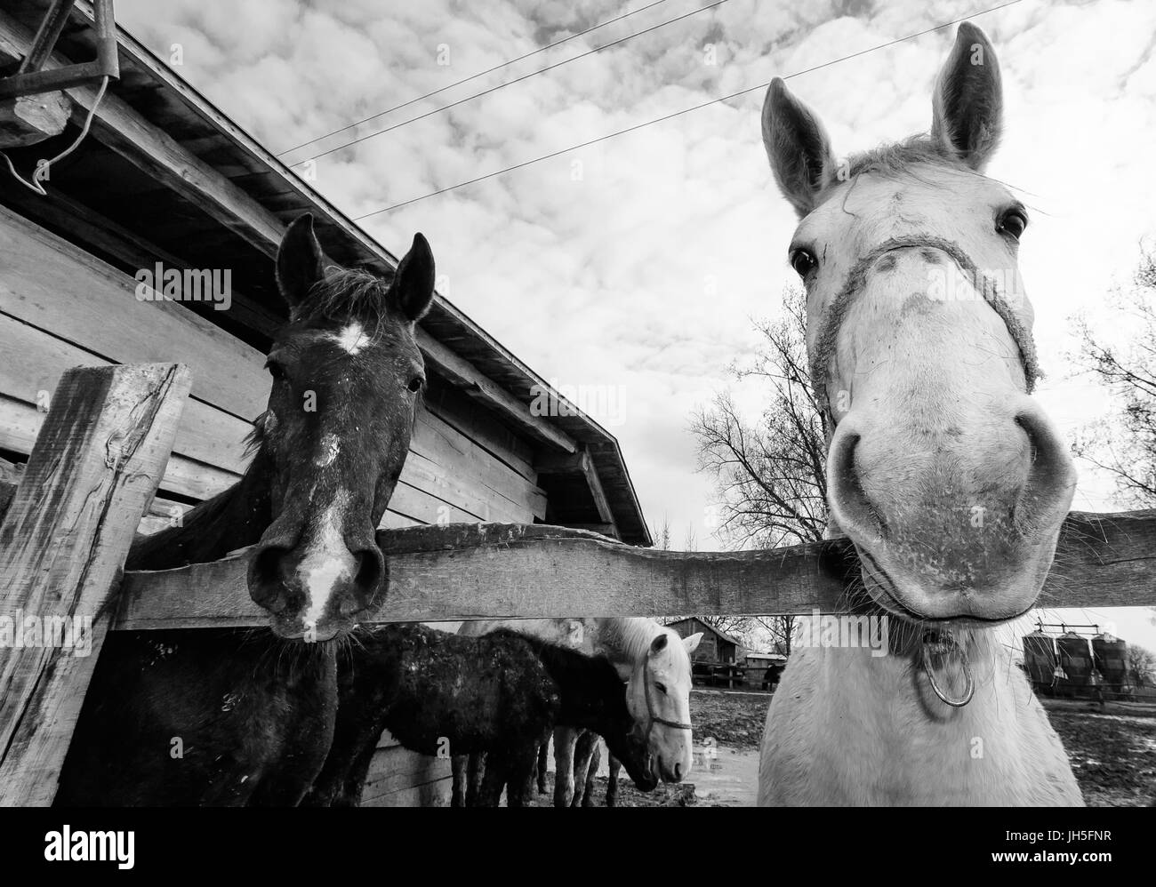 horses at farm Stock Photo - Alamy