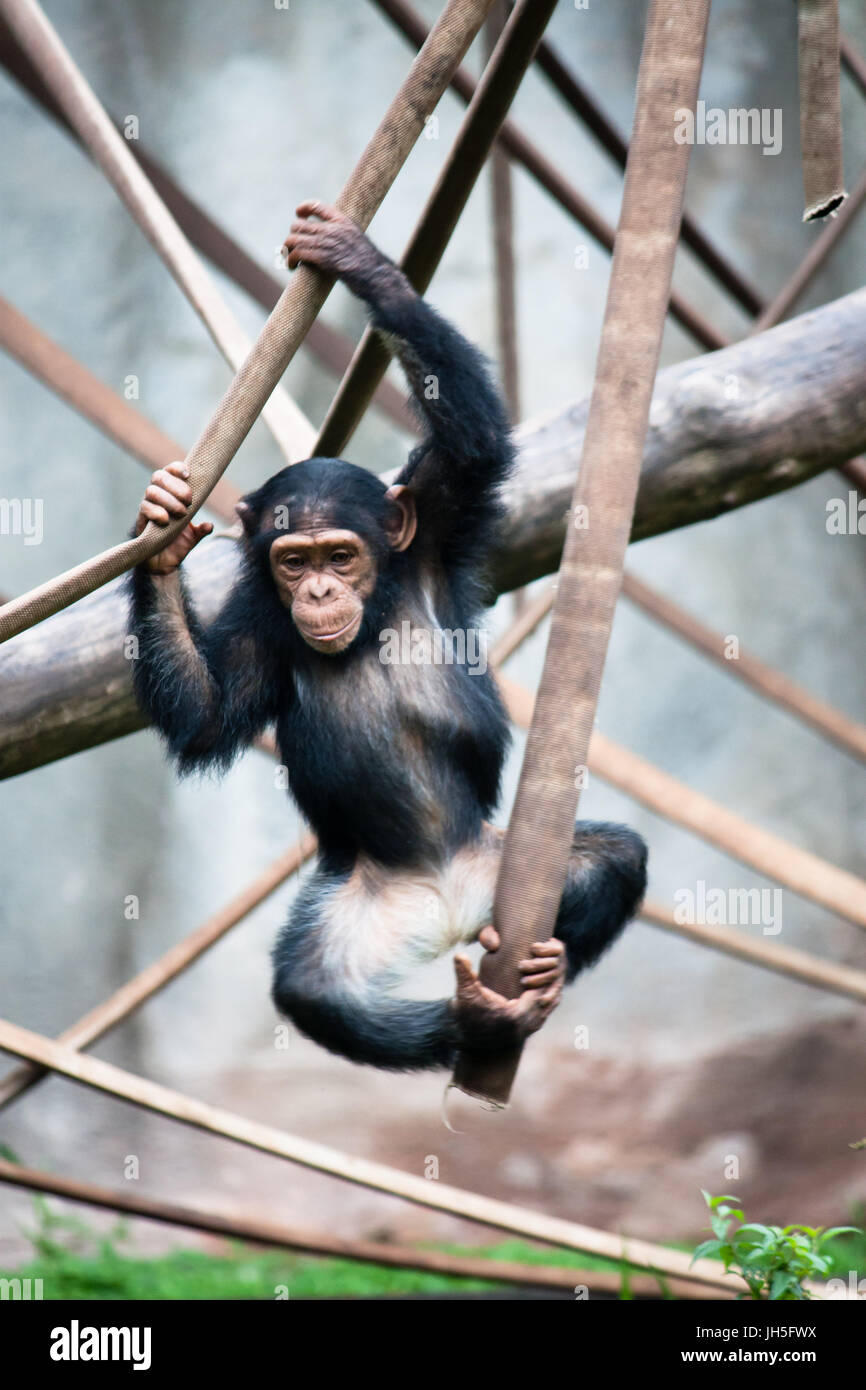 Chimpanzee isolated hi-res stock photography and images - Alamy
